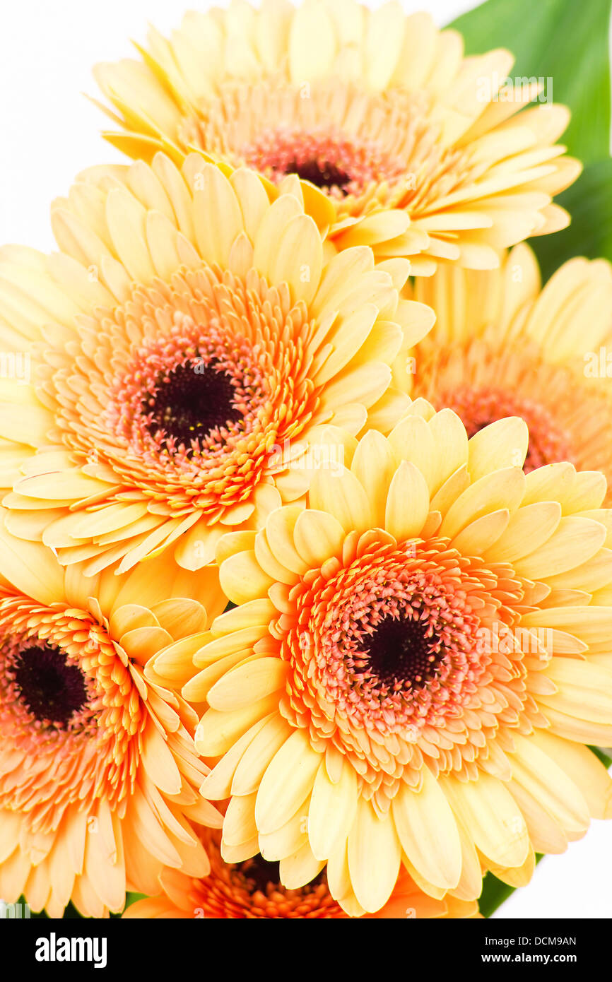 bunch of orange gerbera daisies Stock Photo - Alamy