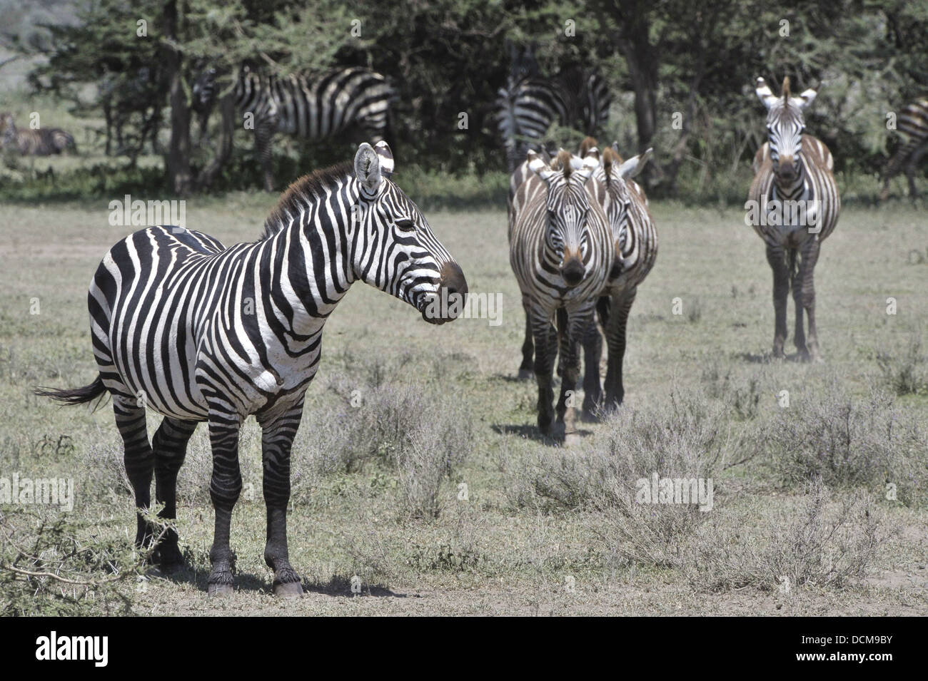 Zebra wild animals africa hi-res stock photography and images - Alamy