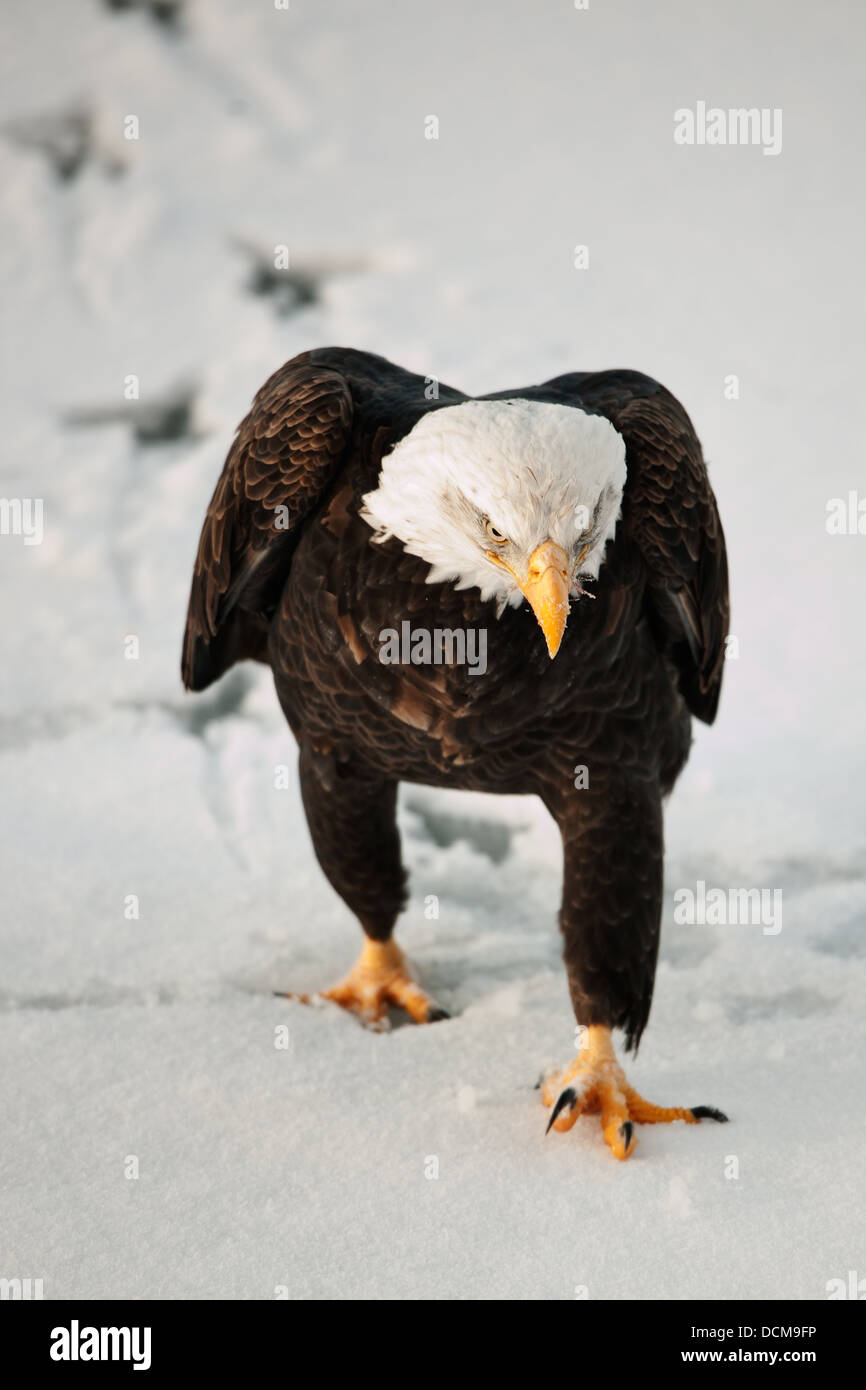 Bald eagle walking hi-res stock photography and images - Alamy