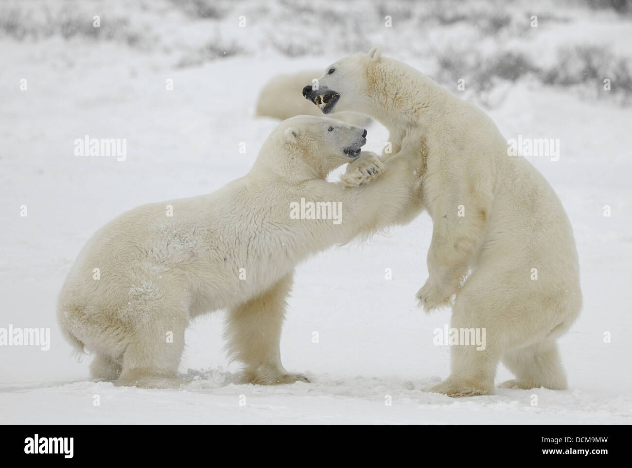 Fighting polar bears Stock Photo - Alamy