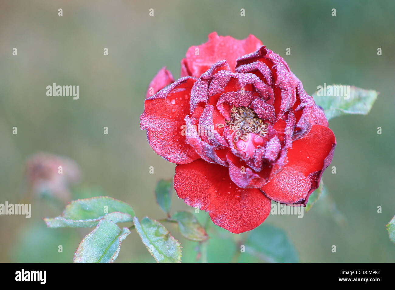 Rose with morning dew hi-res stock photography and images - Alamy