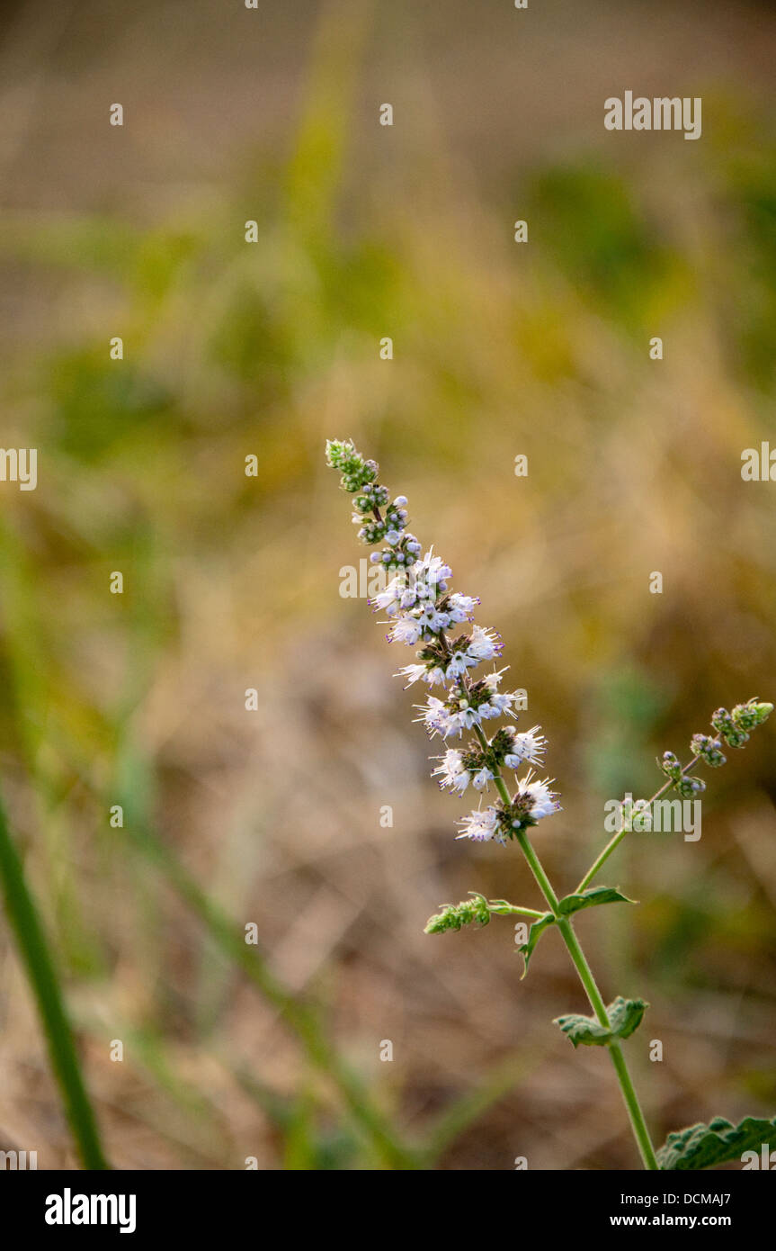 Fiore di campo Stock Photo - Alamy