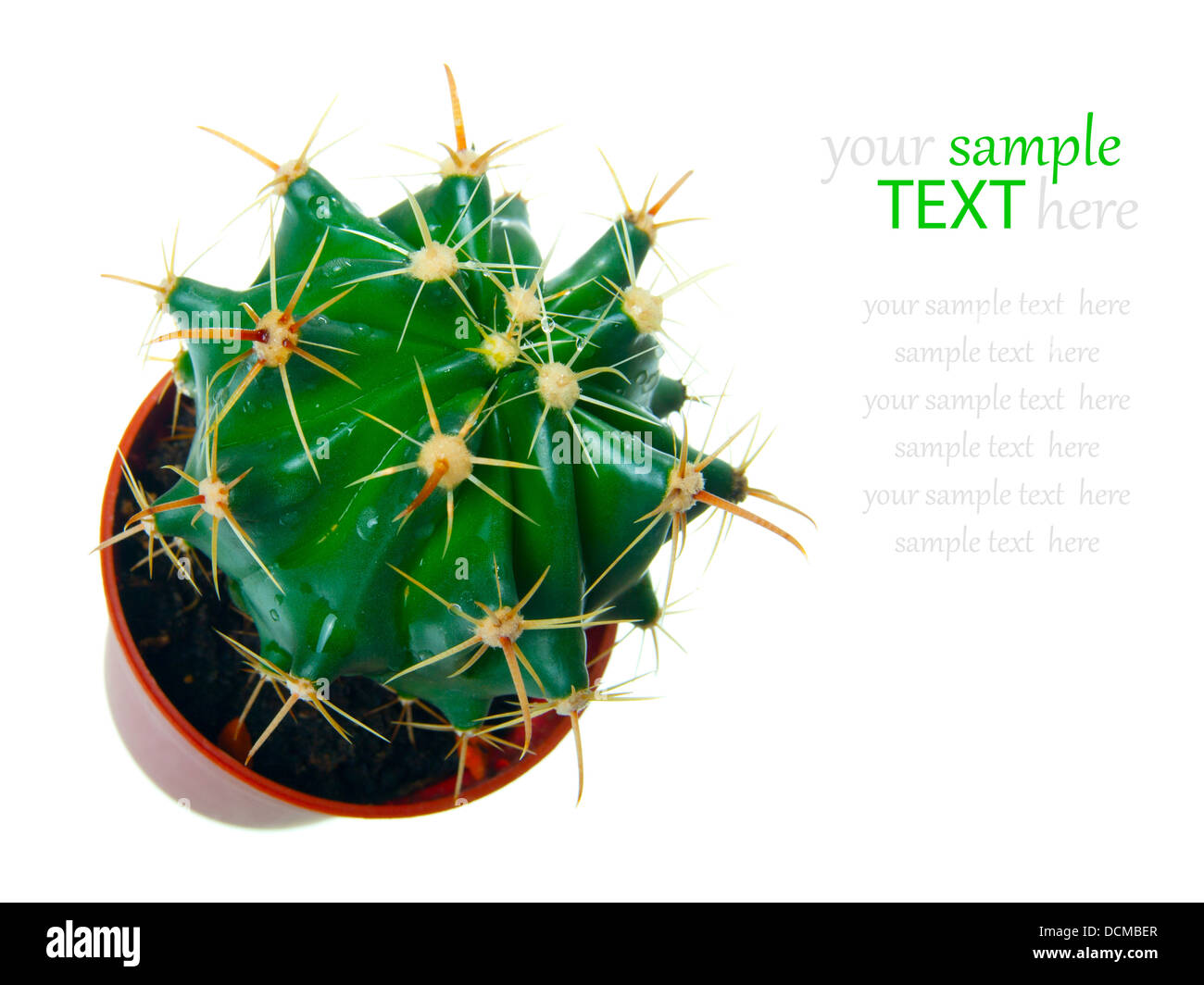 Arizona plant life Cut Out Stock Images & Pictures - Alamy