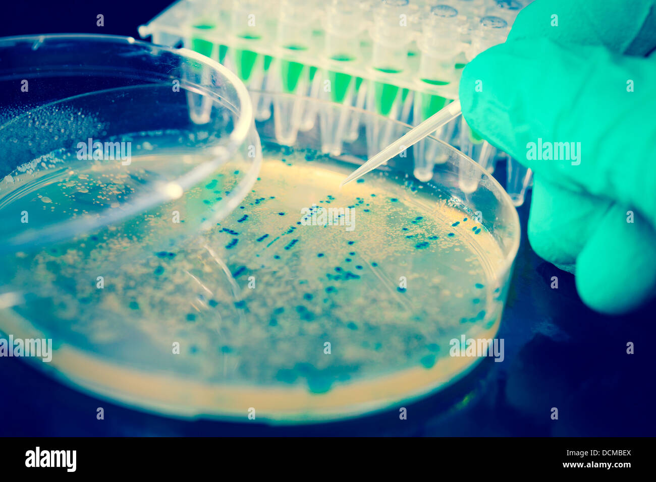Bacterial colony picking for DNA cloning Stock Photo - Alamy