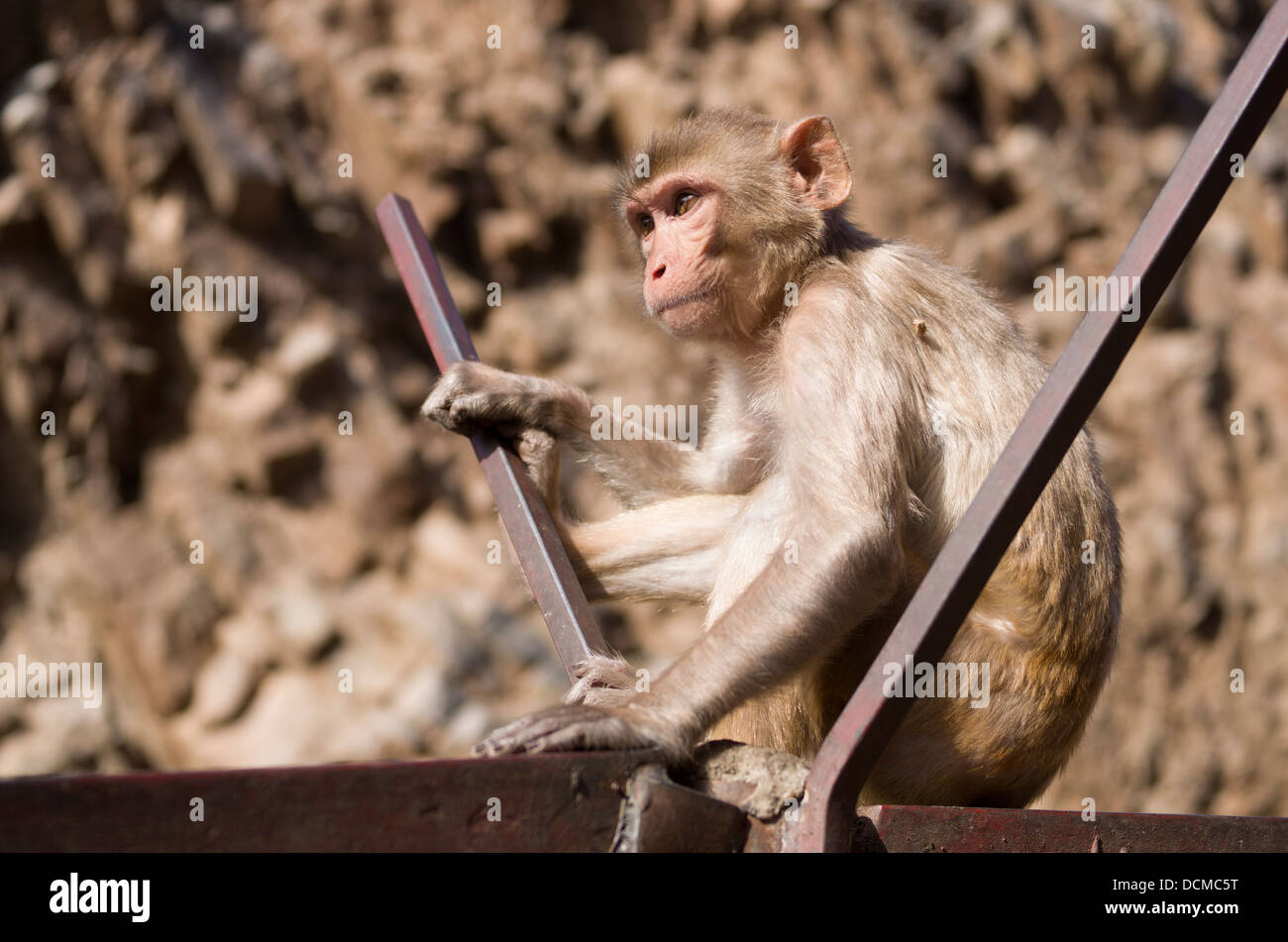 Macaque Monkey at Galta Monkey Palace / Temple - Jaipur, Rajasthan ...