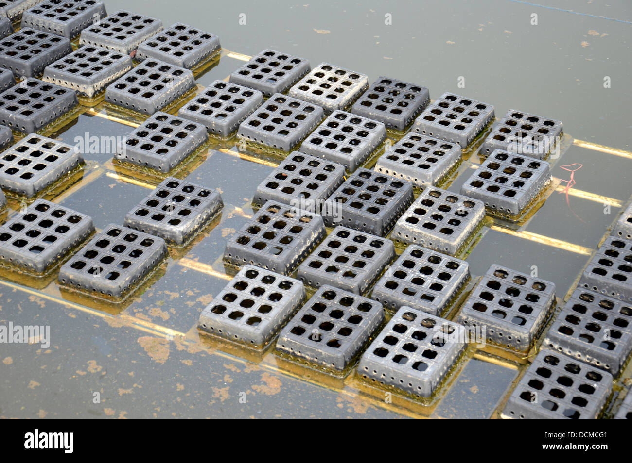 black boxes crab on soft-shelled crab farming ponds Stock Photo - Alamy