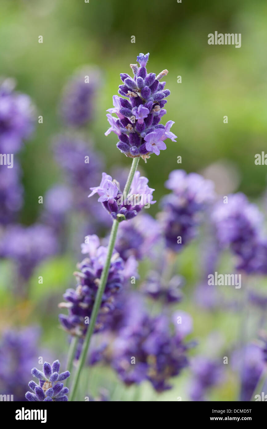 lavenders lavender lavandula blue purple flowers Stock Photo - Alamy