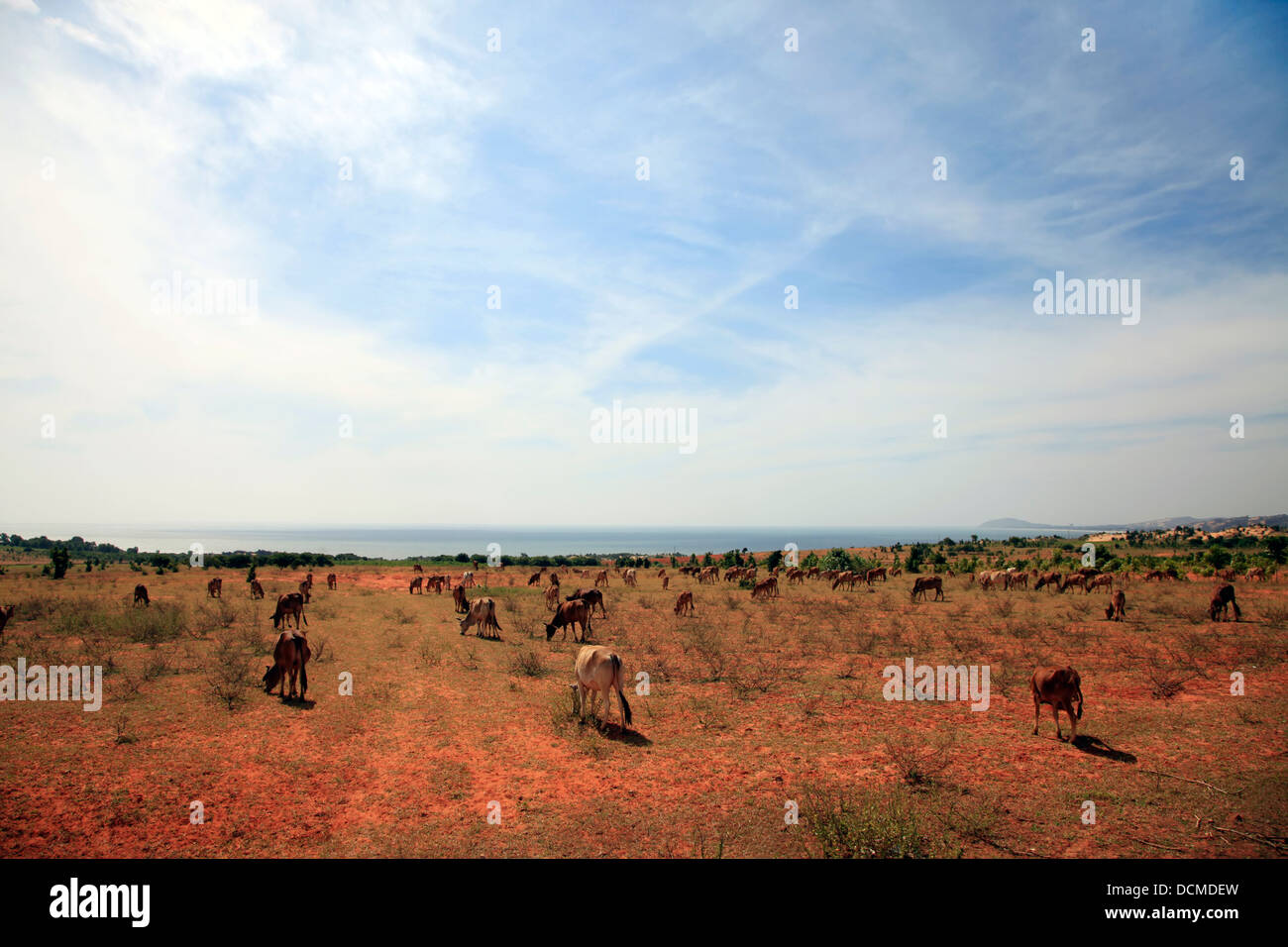 Vietnamese cows hi-res stock photography and images - Alamy