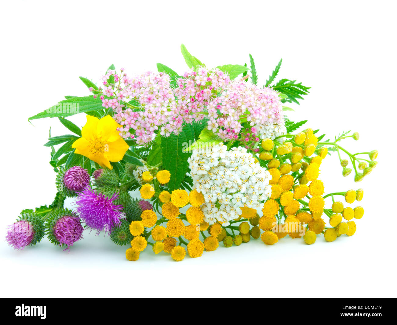 Summer wildflowers Cut Out Stock Images & Pictures - Alamy