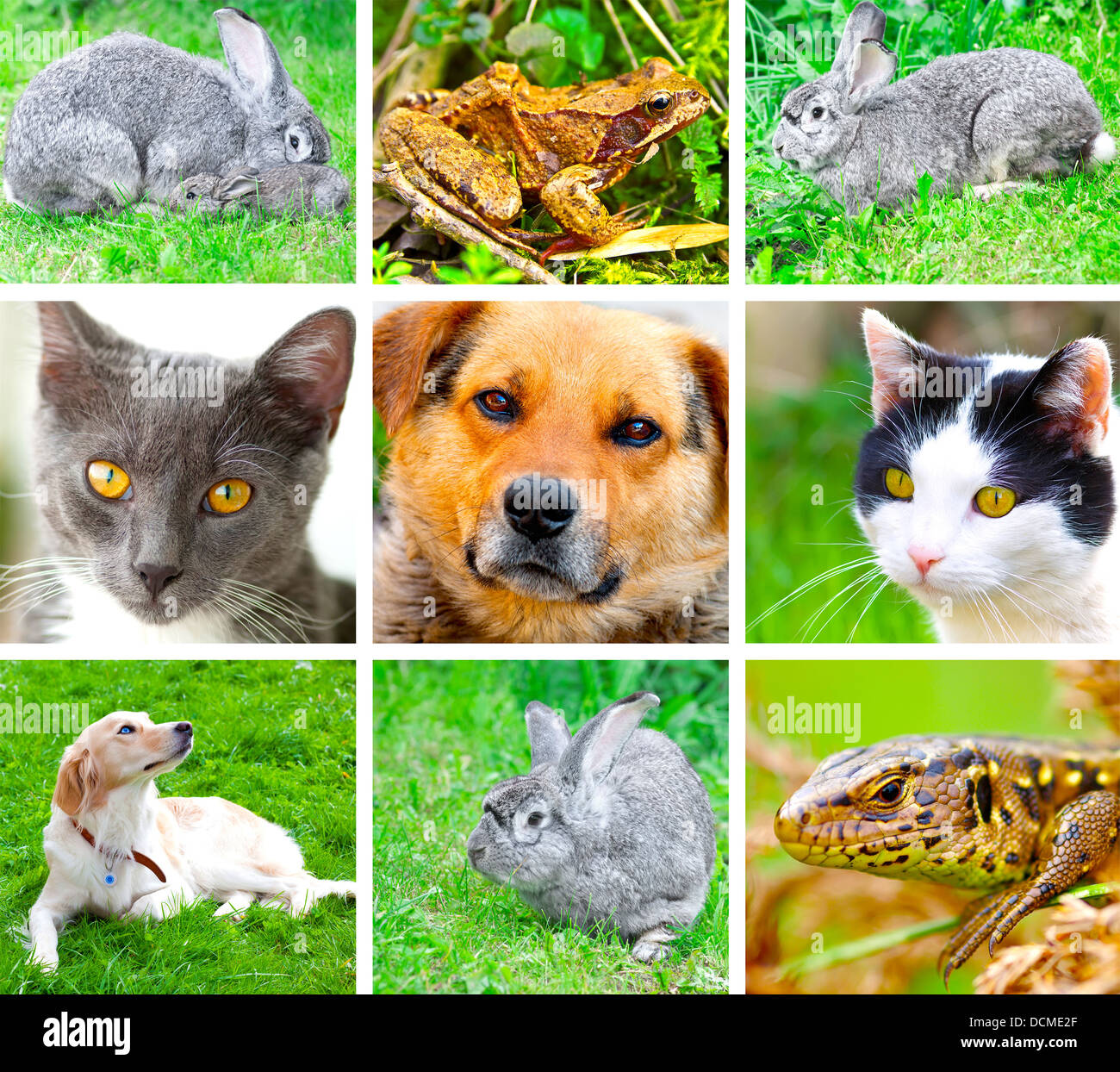 Collage of animals images Stock Photo - Alamy