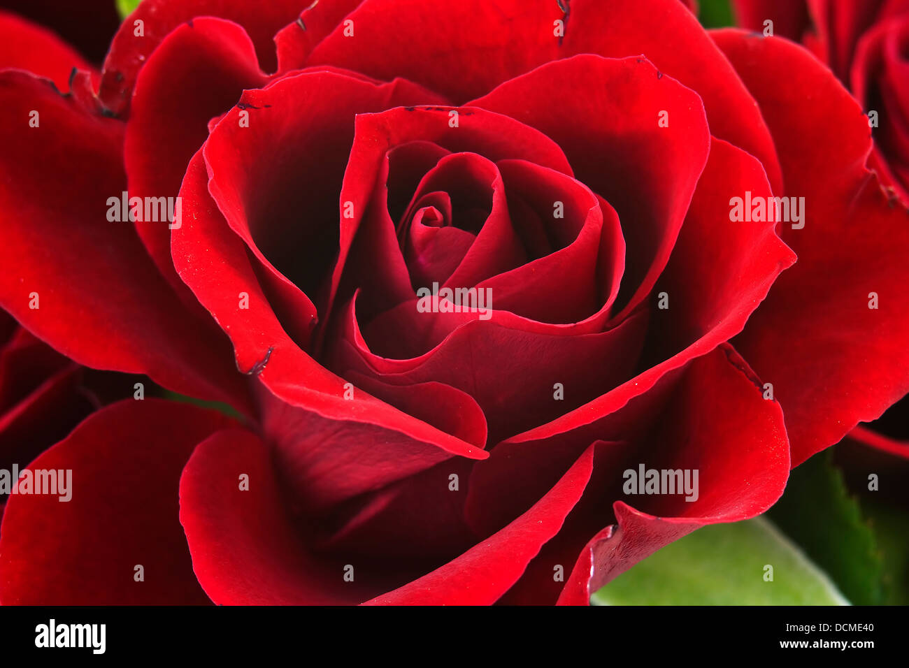 Rose birth hi-res stock photography and images - Alamy