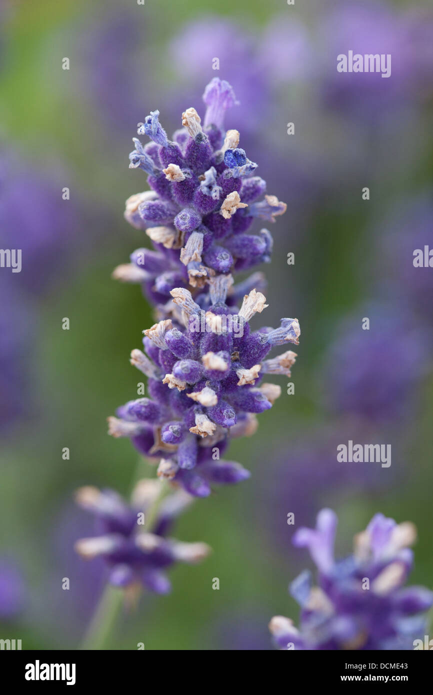 lavenders lavender lavandula blue purple flowers Stock Photo - Alamy