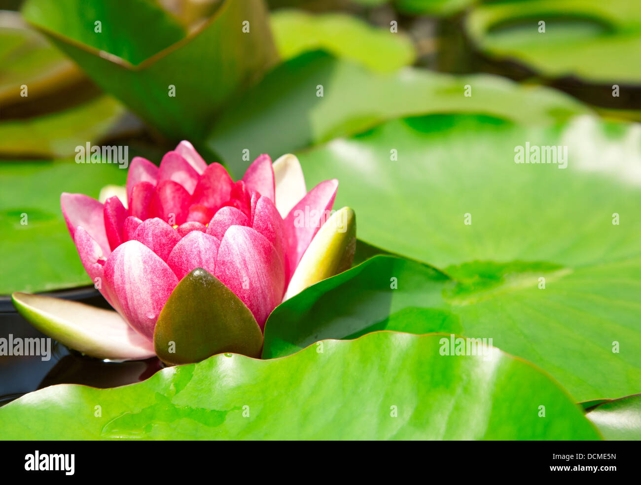 Nymphaea Water lilly in a pond Stock Photo - Alamy