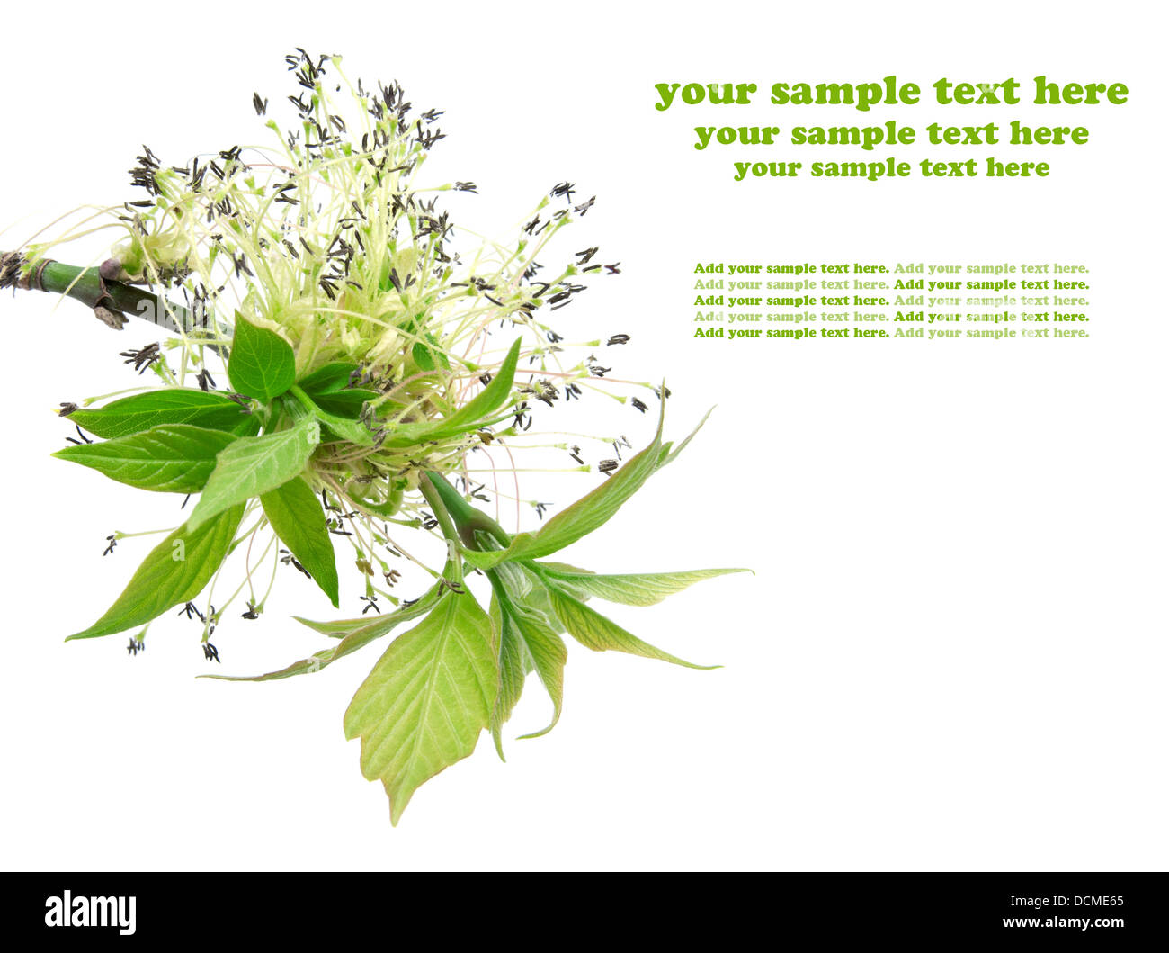 Ash leaf maple tree hi-res stock photography and images - Alamy