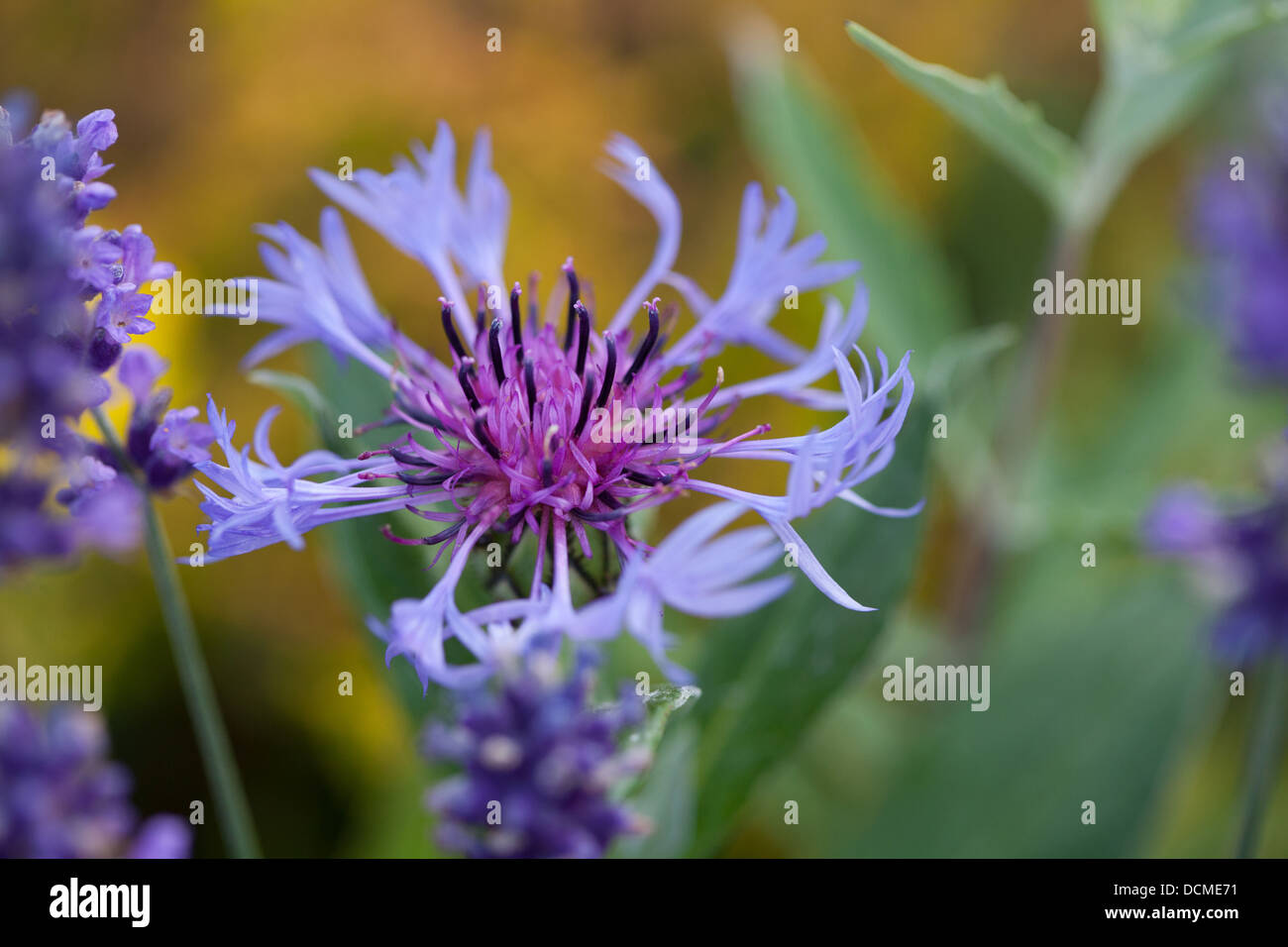 Blue Cornflower Centaurea dealbata and lavender Stock Photo - Alamy
