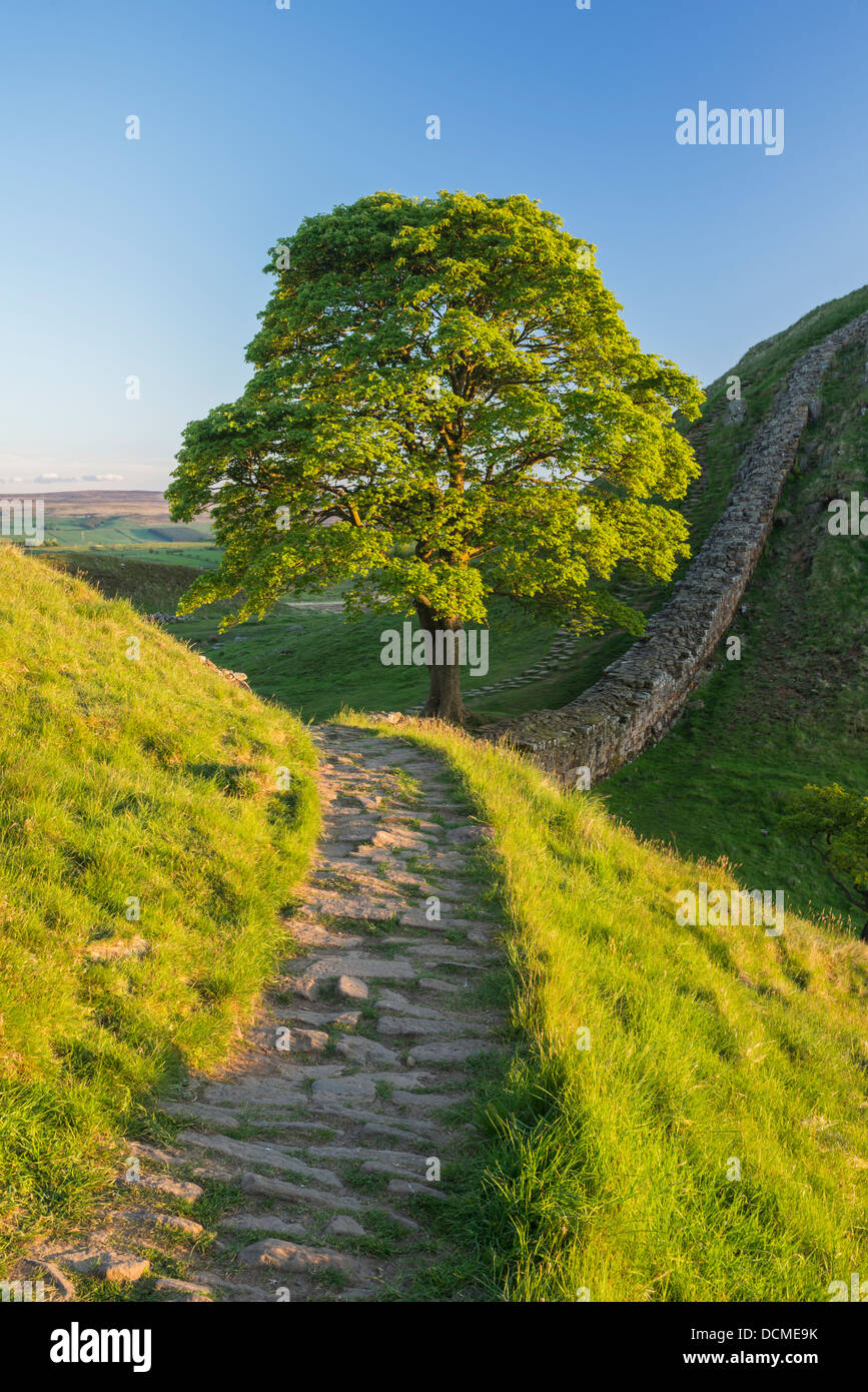 Sycamore Gap near Milecastle 39, between Steel Rigg and Housesteads, on ...