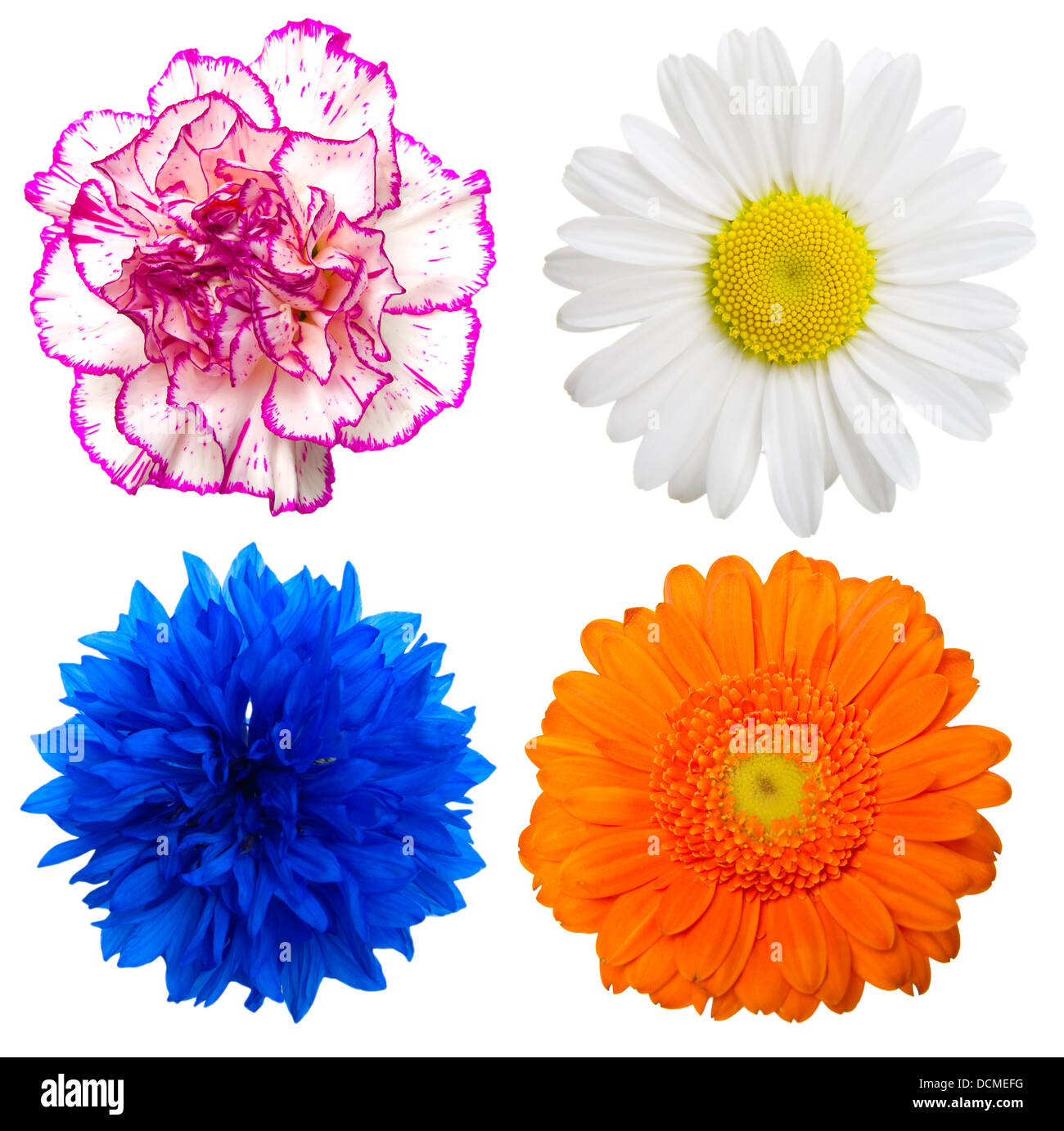 Set of colorful flowers isolated on a white background Stock Photo - Alamy