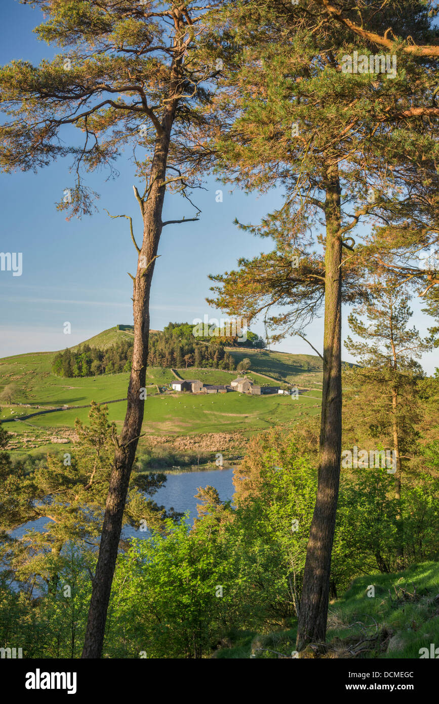 Looking through woodland towards Crag Lough and Hotbank Farm, Hadrian's ...