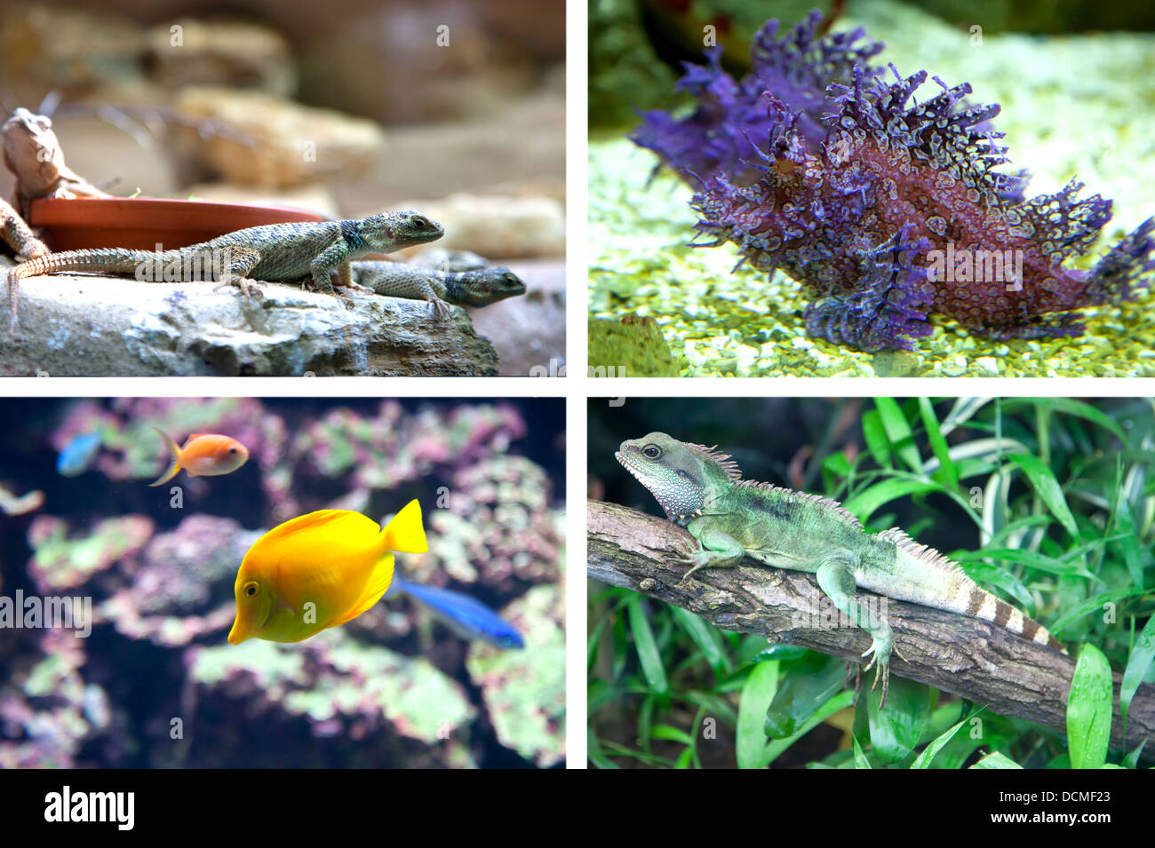 set of fish and lizard Stock Photo - Alamy