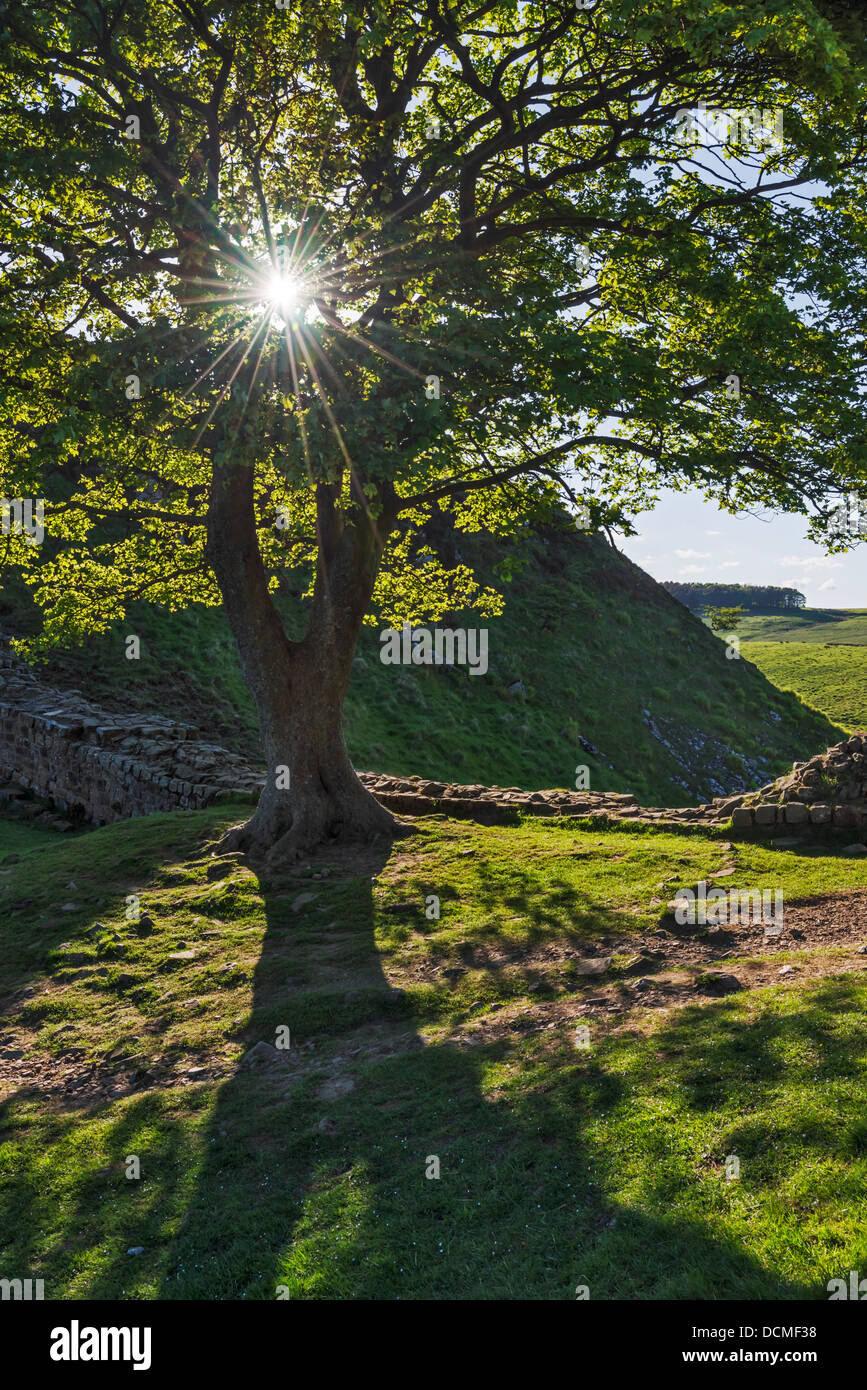 Sycamore Gap near Milecastle 39, between Steel Rigg and Housesteads, on ...