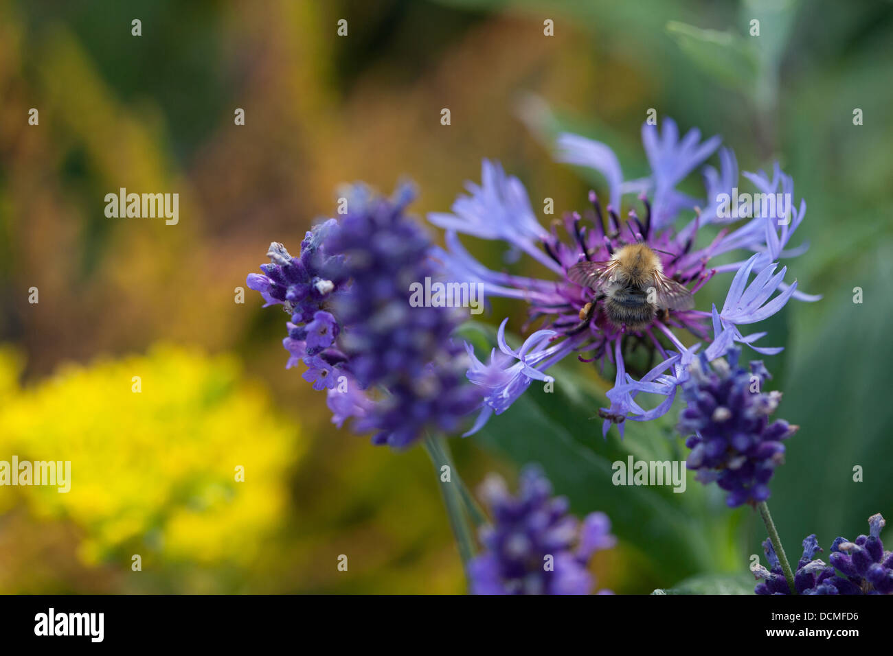 Bee on Blue Cornflower Centaurea dealbata with lavender Stock Photo - Alamy