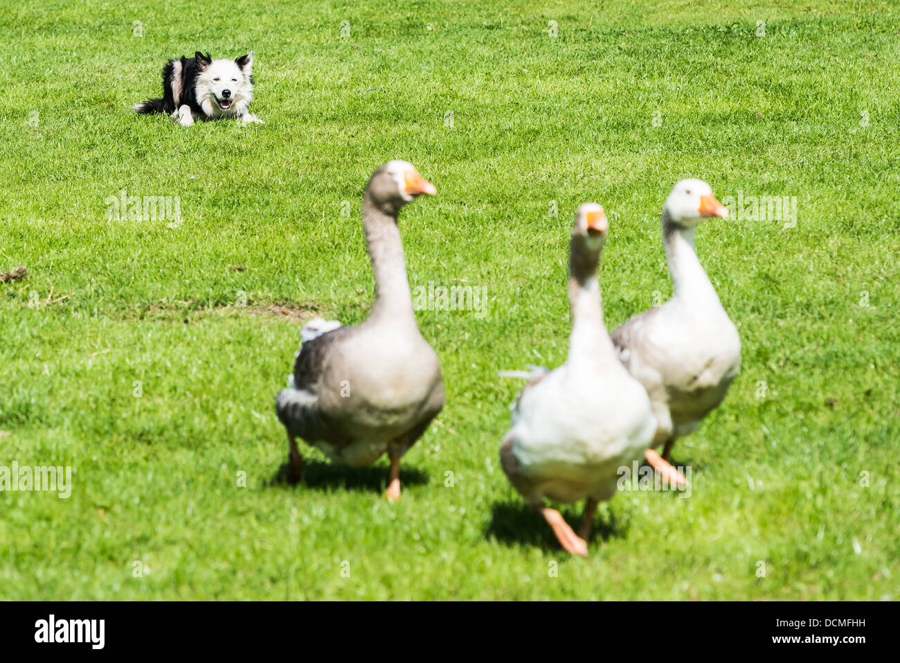 Working border collie sheepdog herding geese at the Mirfield ...