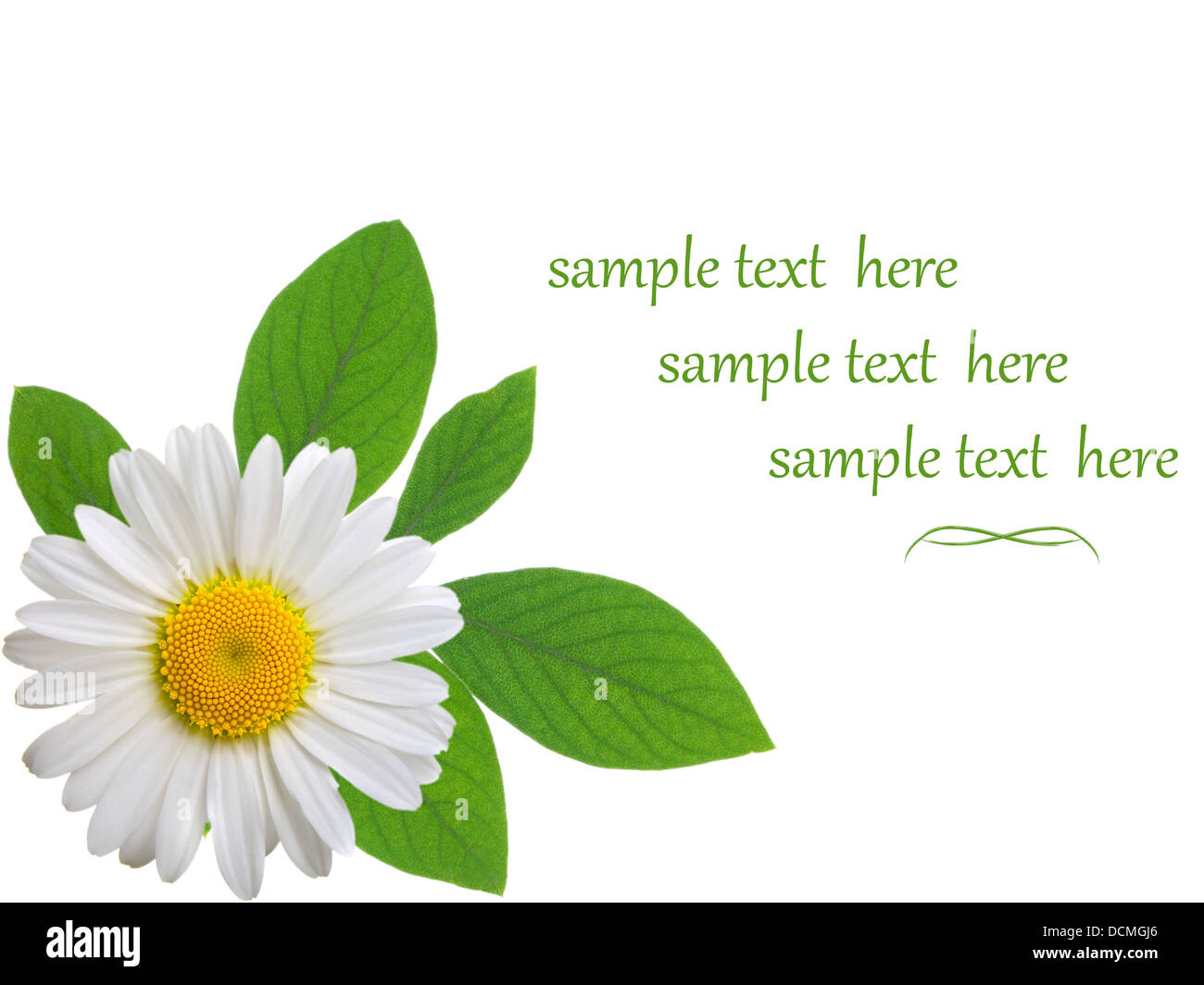 camomile isolated on white background with with room for text Stock ...
