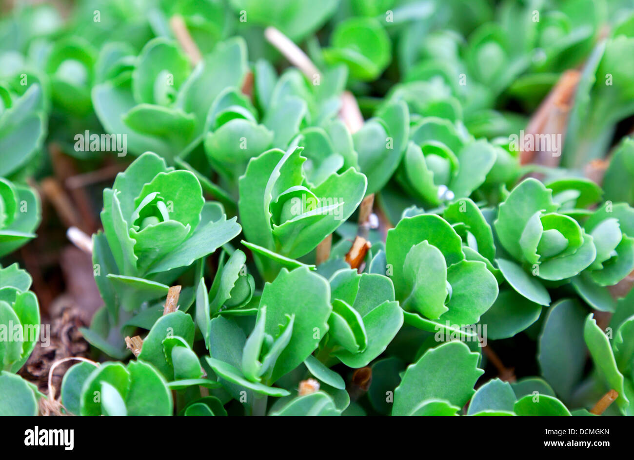 plant, nature background Stock Photo - Alamy