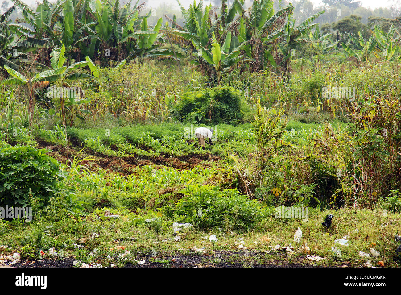 Agroforestry hi-res stock photography and images - Alamy