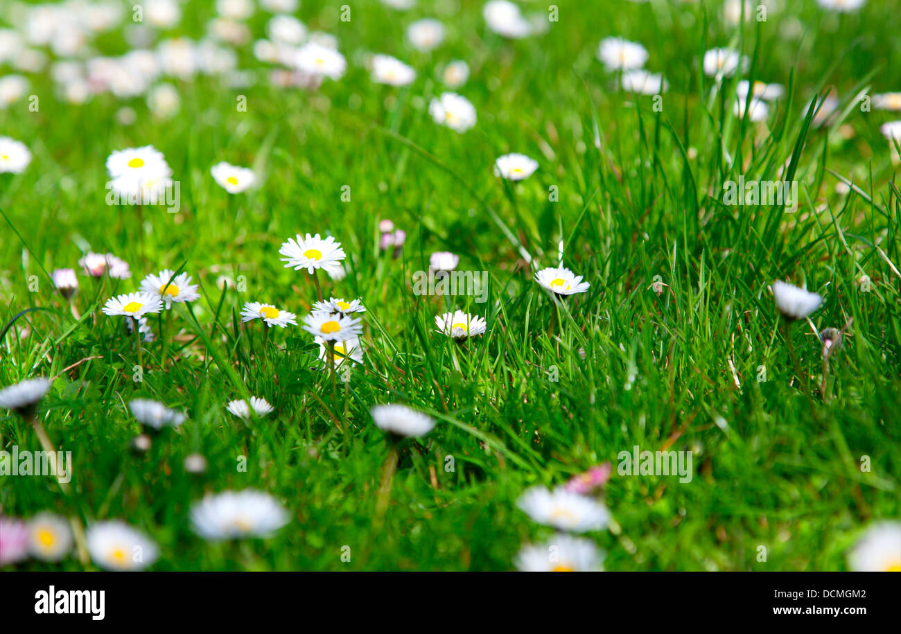 Nature plot hi-res stock photography and images - Alamy