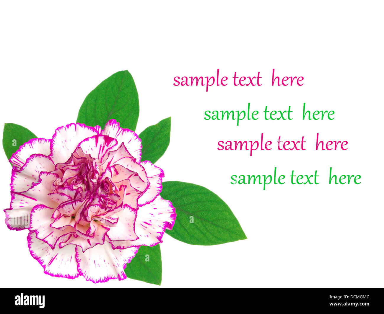 carnation isolated on white background with with room for text Stock ...