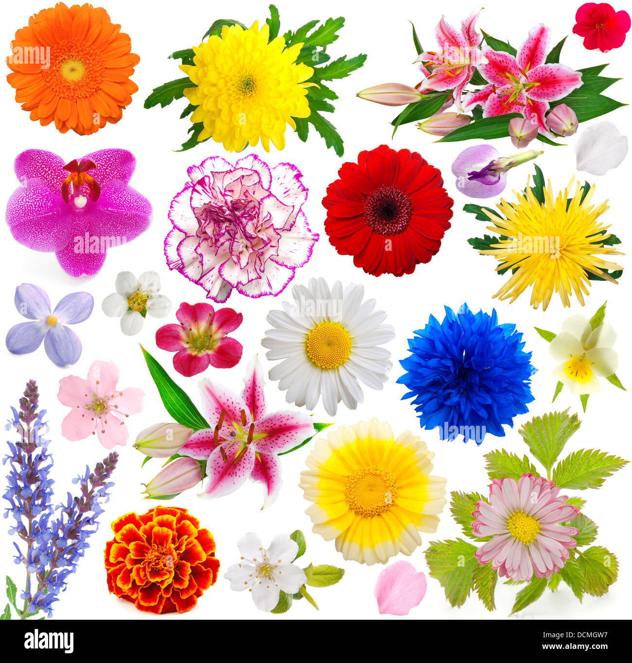 set of flowers Stock Photo - Alamy
