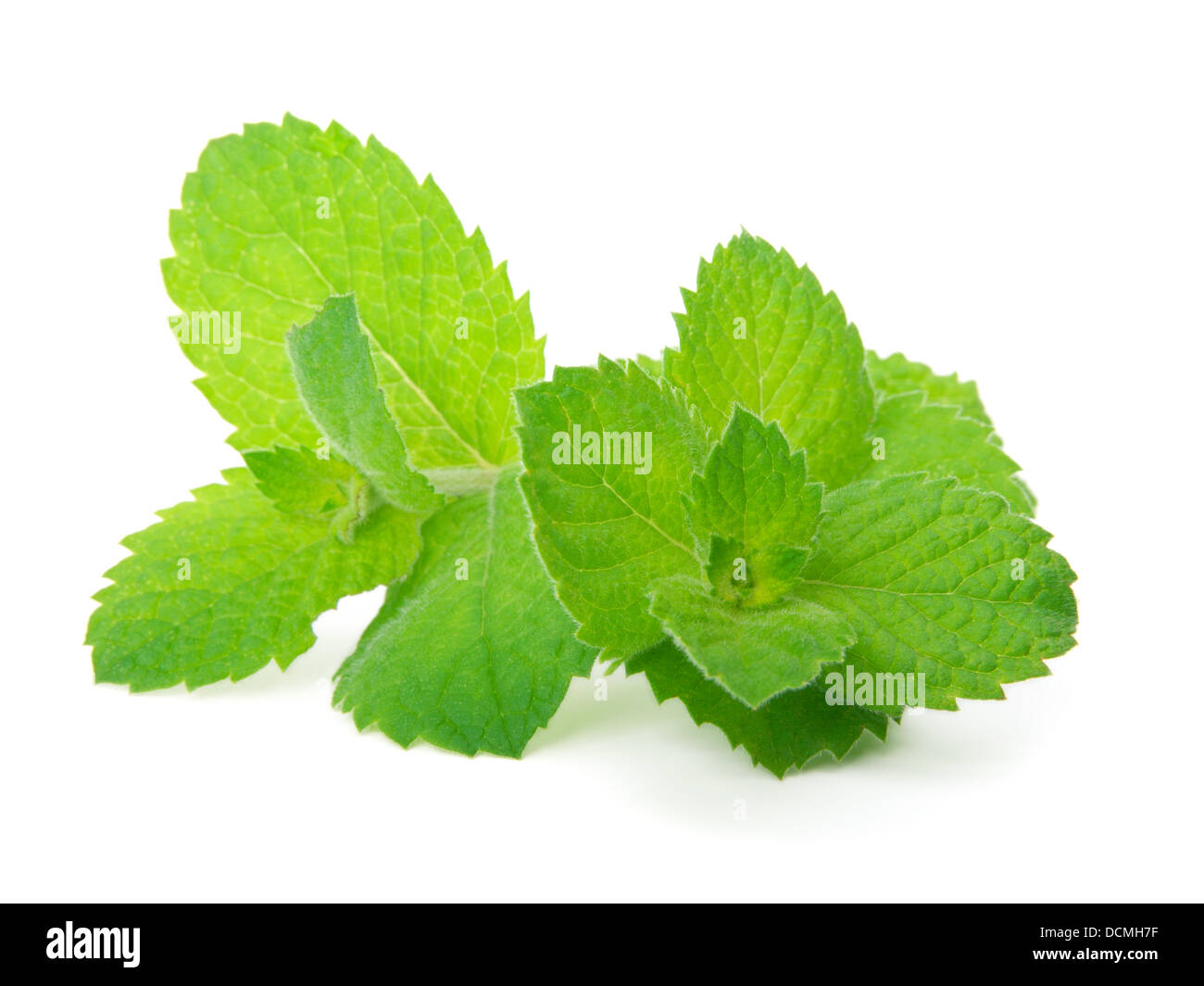 Mint isolated on white Stock Photo - Alamy