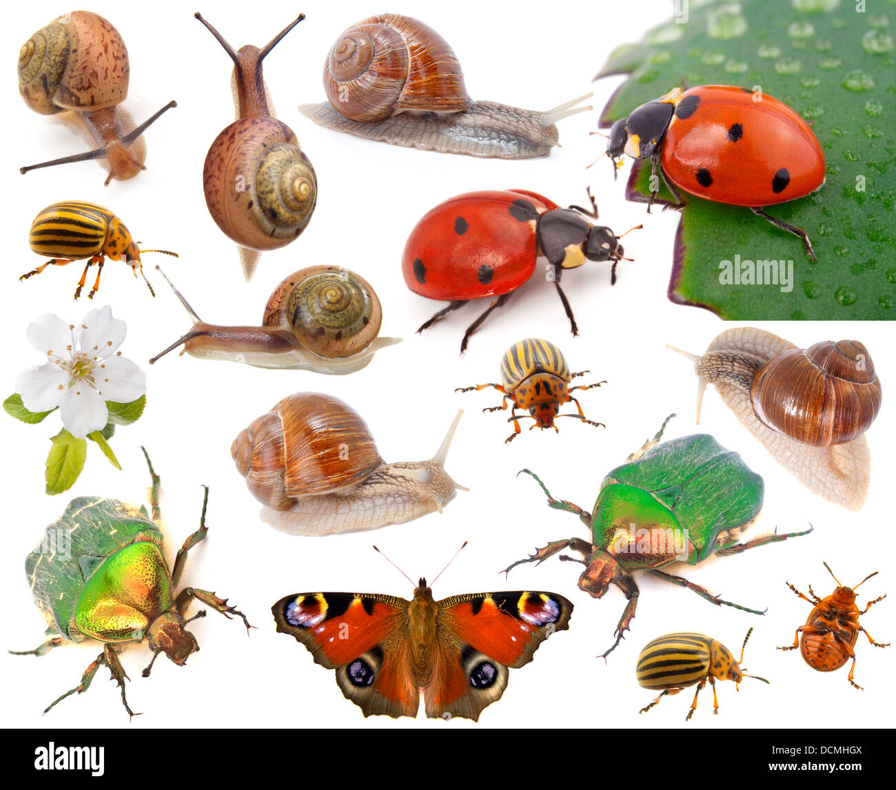 Insects isolated on white Stock Photo - Alamy
