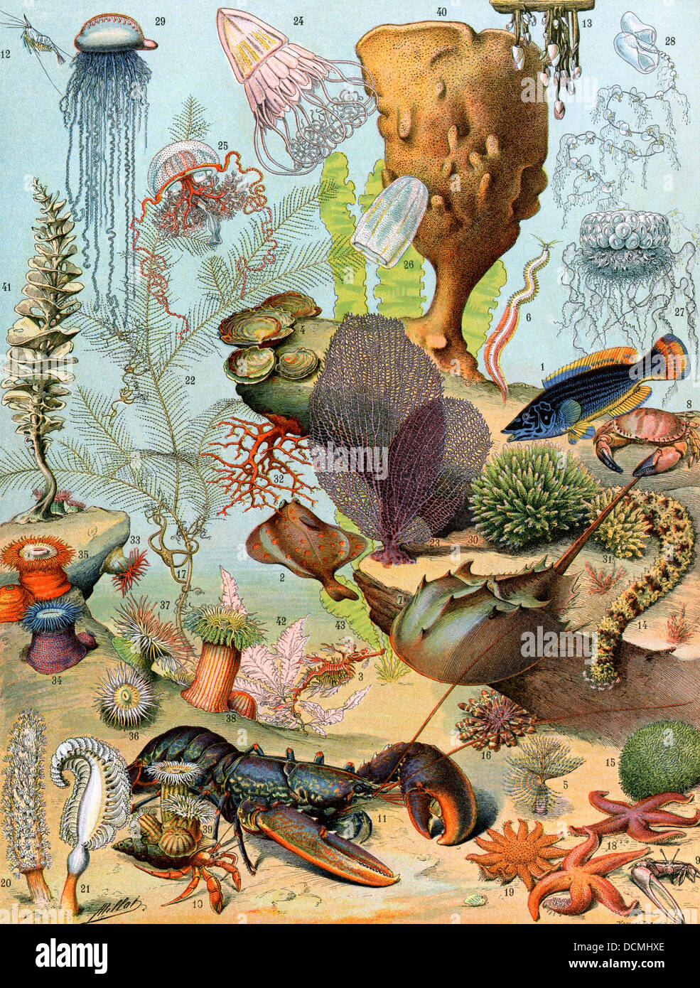 Crustacean lithograph hi-res stock photography and images - Alamy