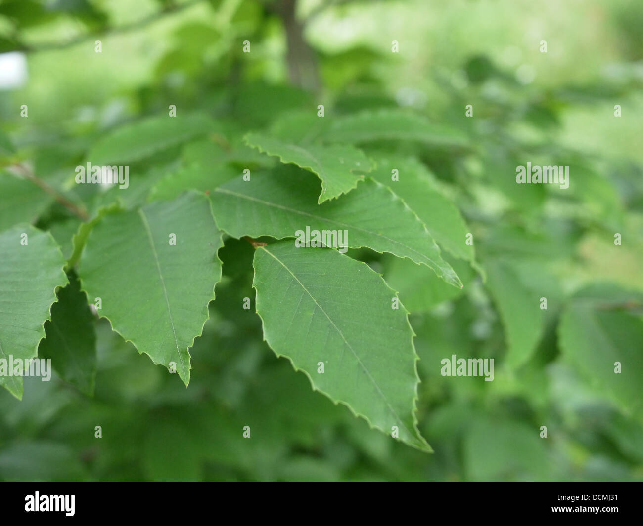 Kentucky coffee tree leaf hi-res stock photography and images - Alamy