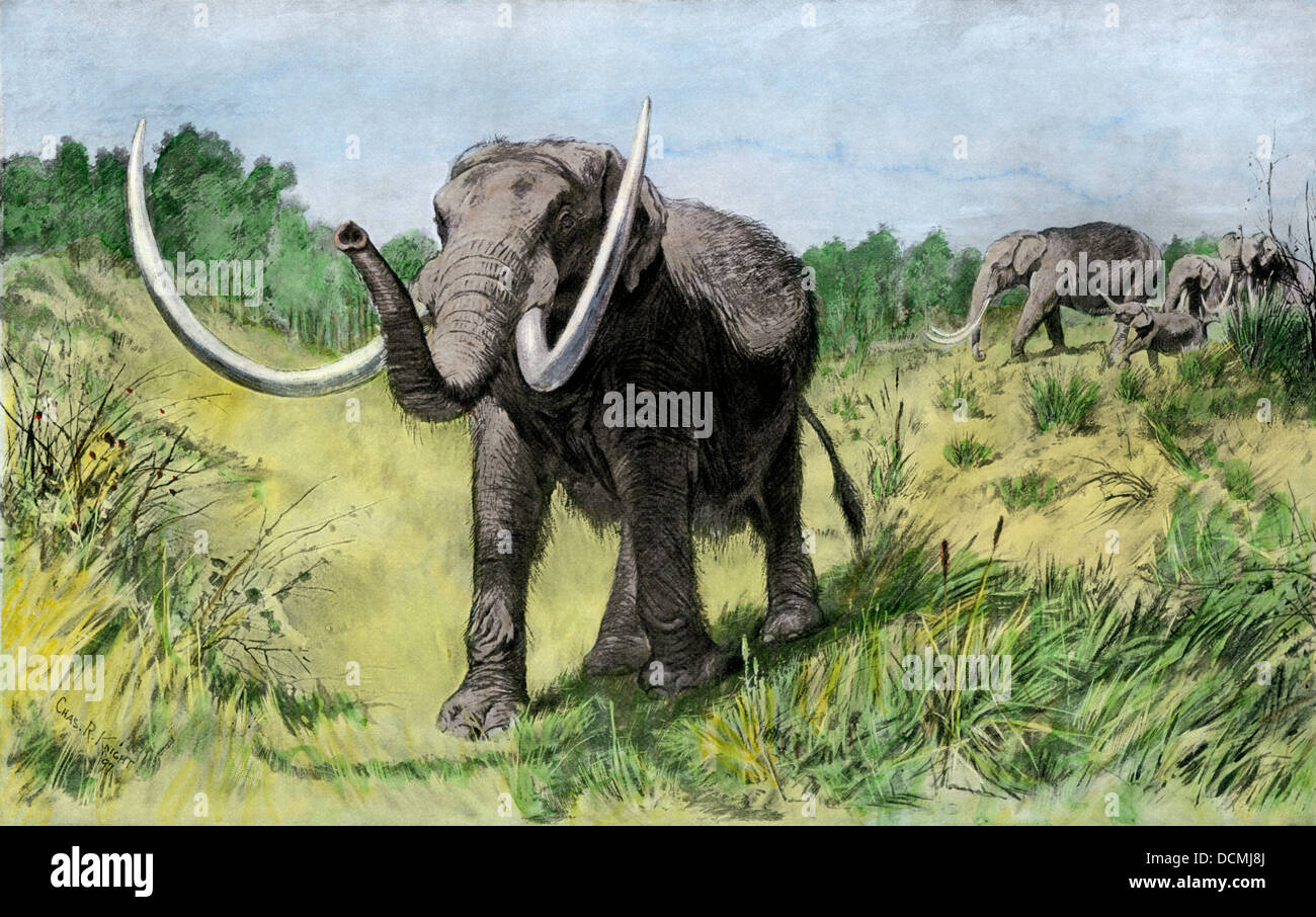 Mastodon hi-res stock photography and images - Alamy