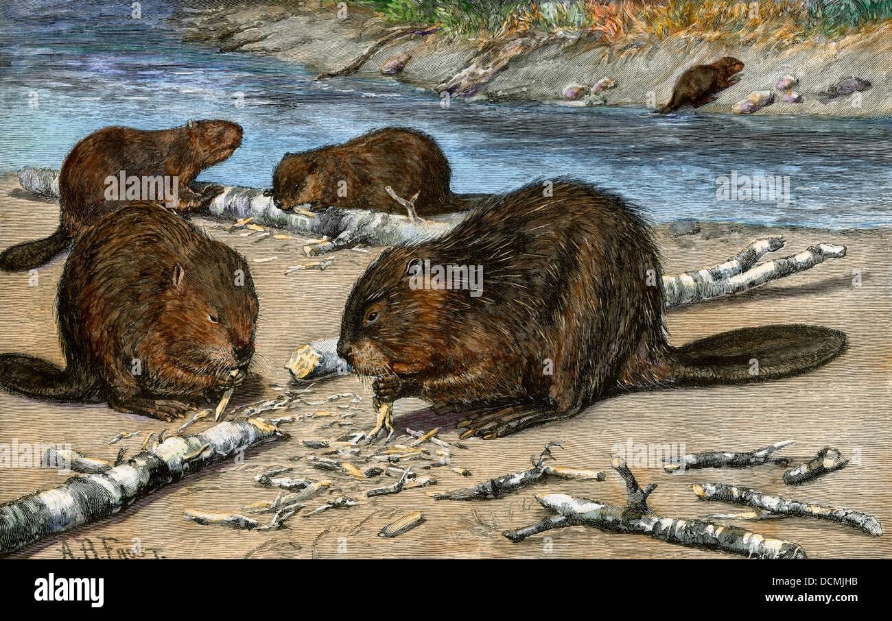 Beavers feeding on felled aspen trees. Hand-colored woodcut Stock Photo ...