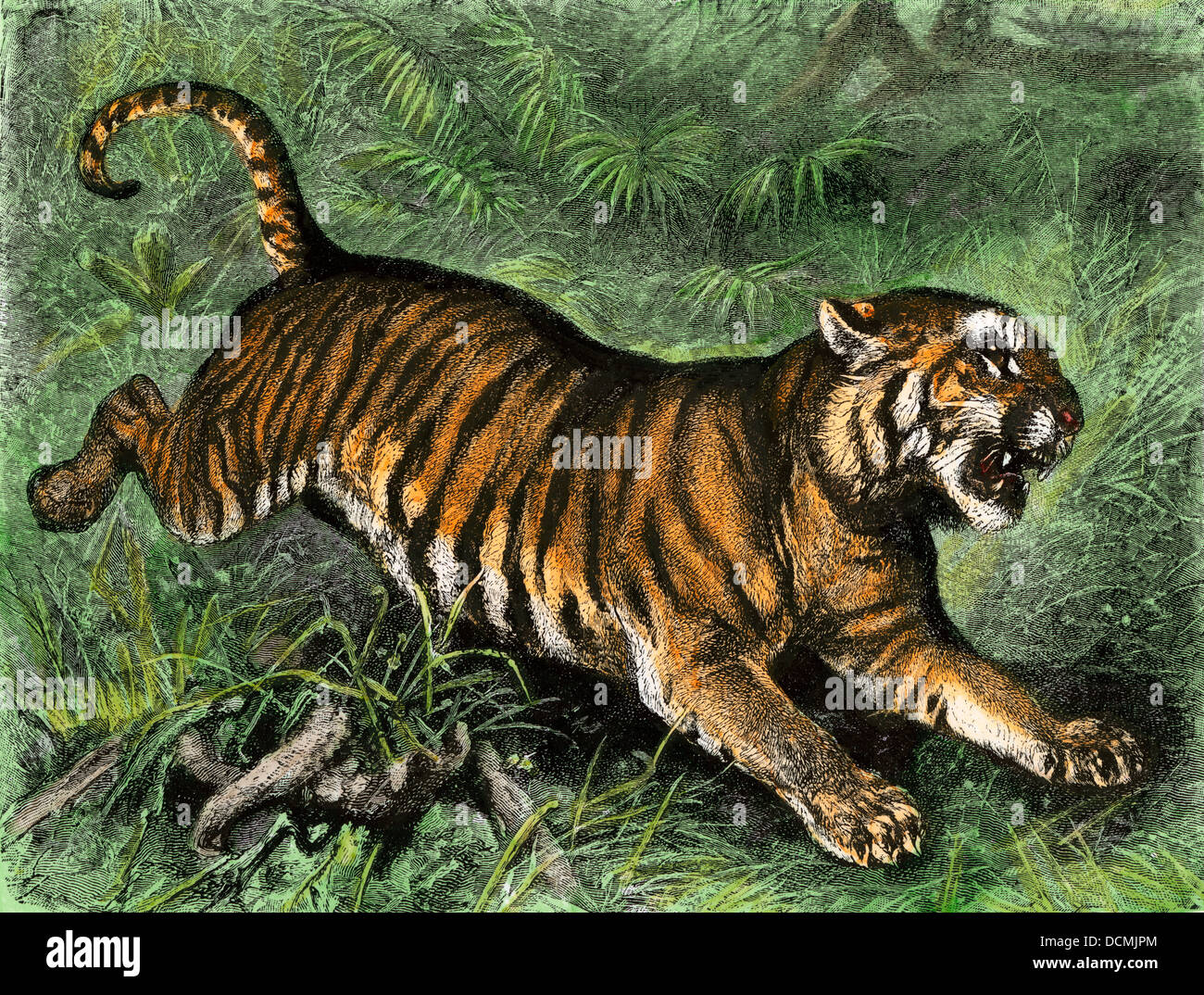 Vintage animal hi-res stock photography and images - Alamy