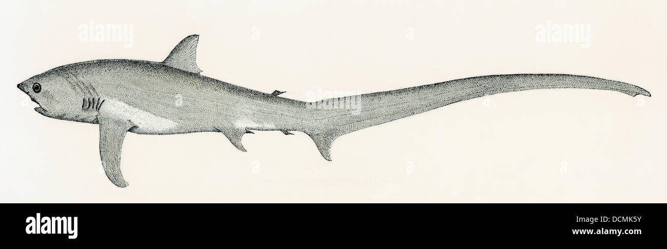 Thresher shark, specimen collected off Newport, Rhode Island, 1880s ...