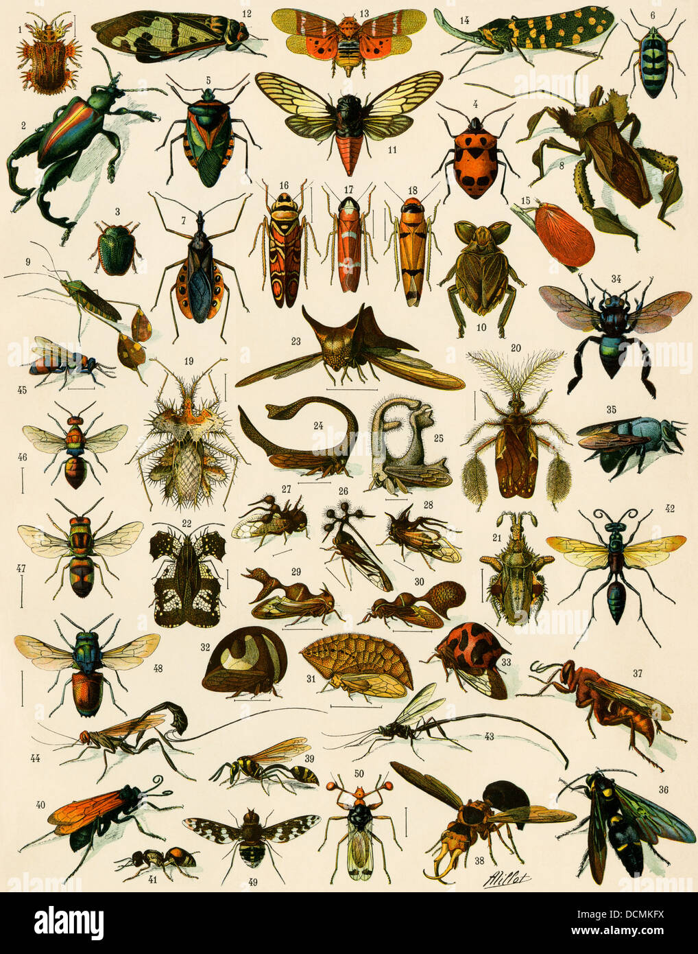 Including insects hi-res stock photography and images - Alamy