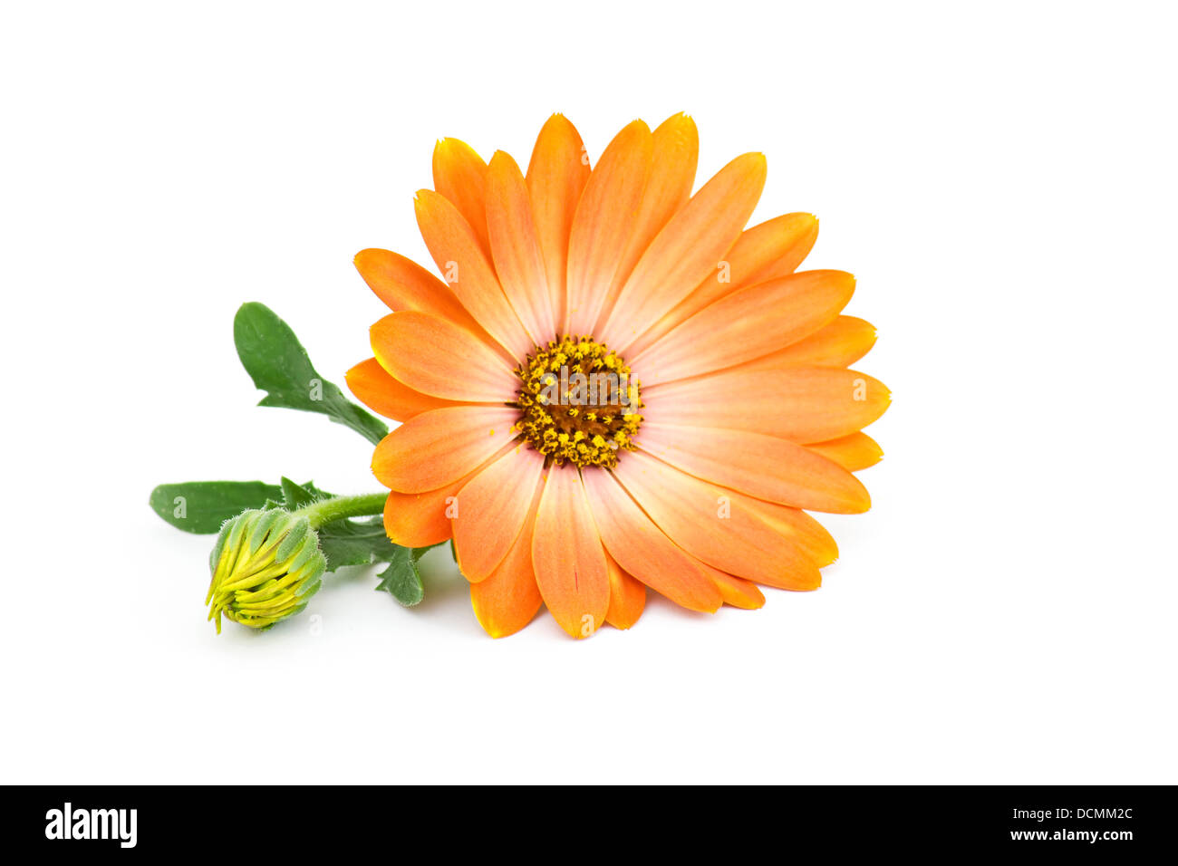 Calendula bud hi-res stock photography and images - Alamy