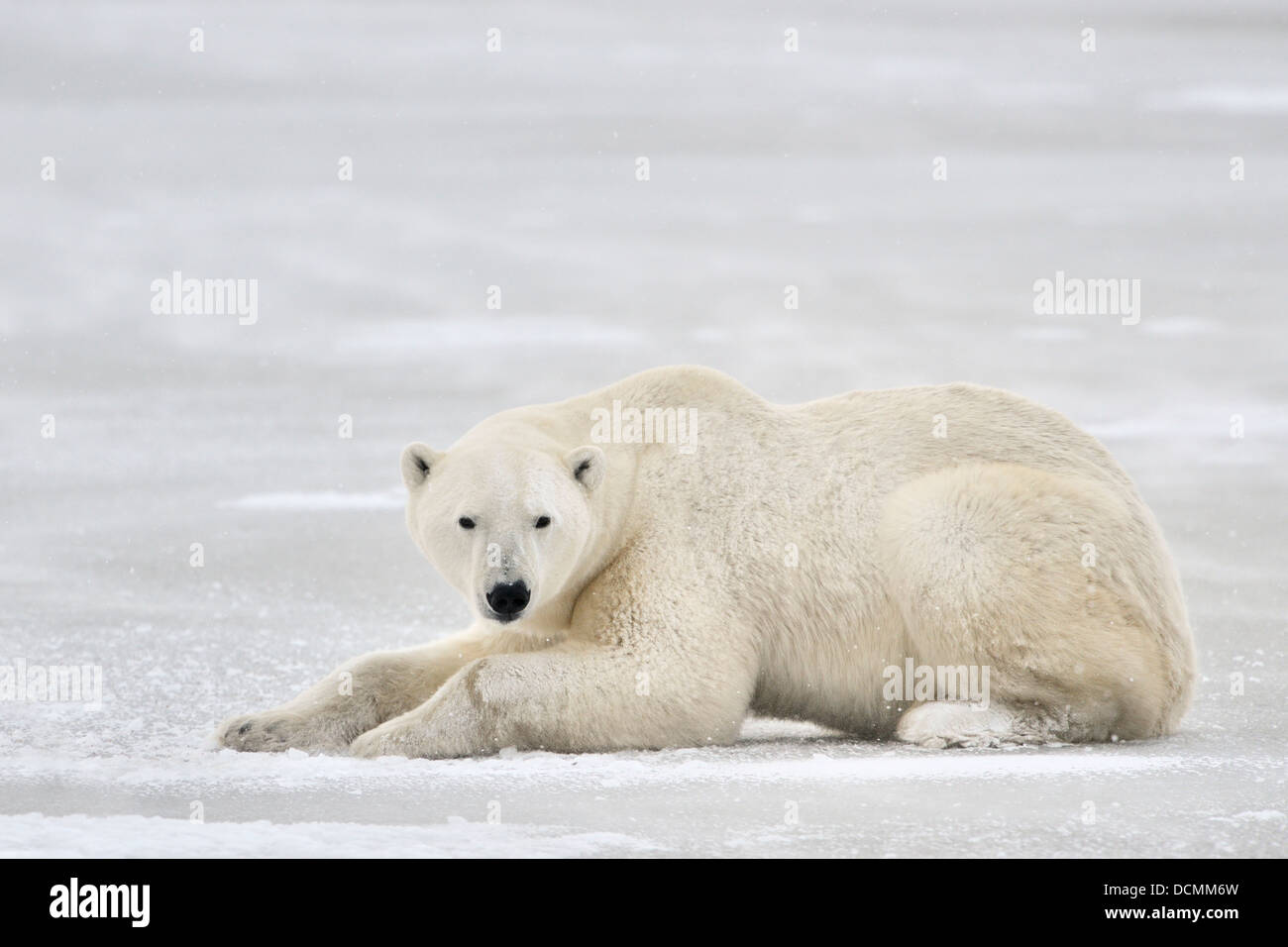 Polar bear (Ursus maritimus) lying down on ice and looking to camera ...