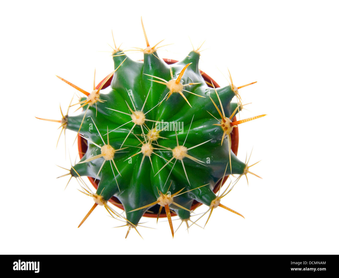 Cacti pattern Cut Out Stock Images & Pictures - Alamy