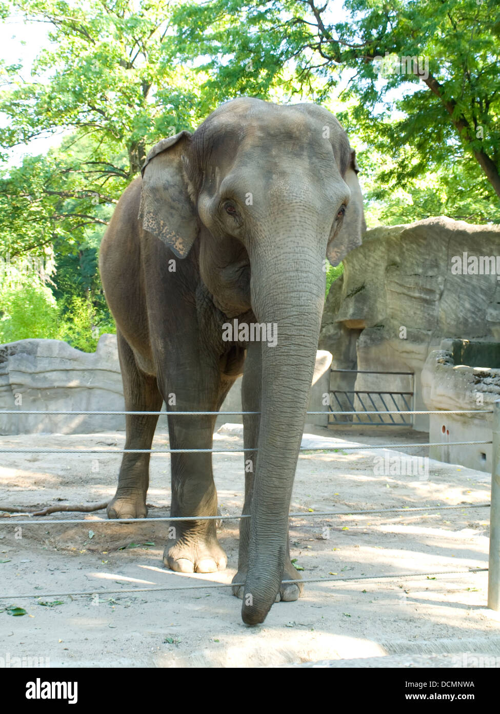 Large elephant bull standing in the nature reserve Stock Photo - Alamy