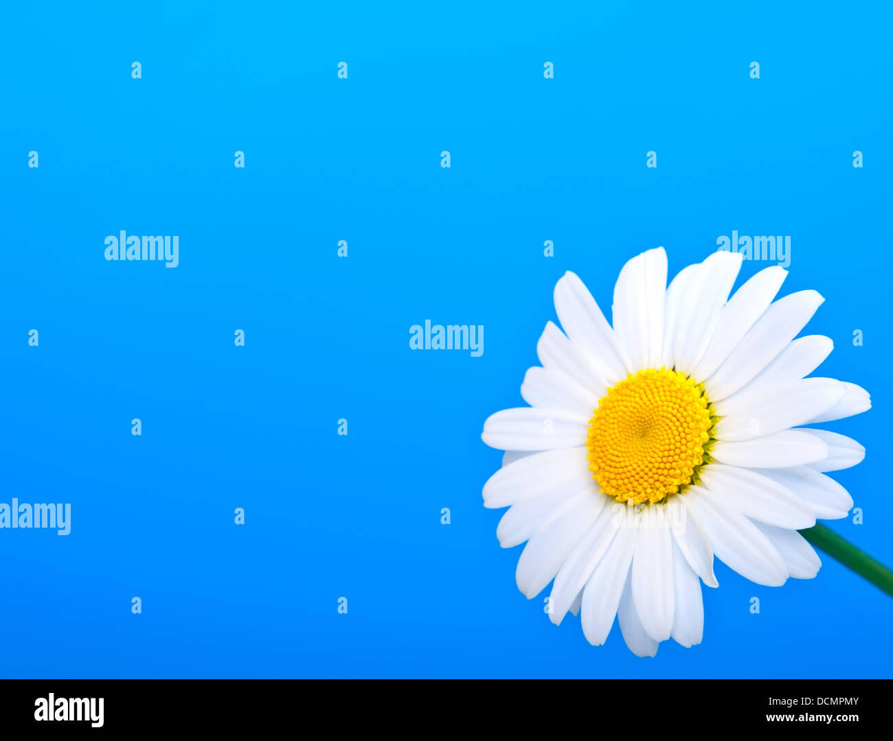 Annual camomile hi-res stock photography and images - Alamy