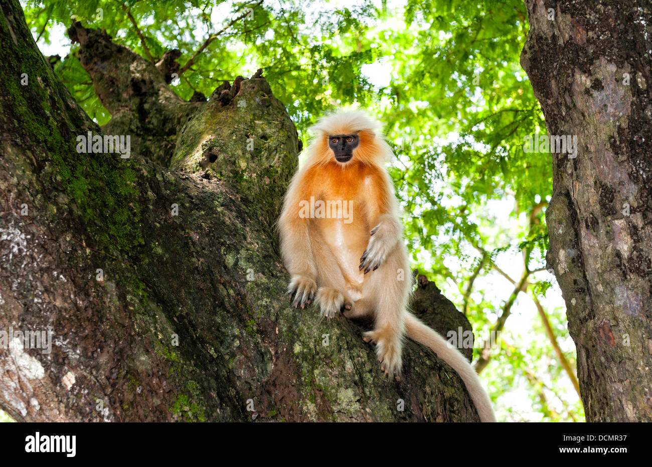 Trachypithecus geei gee's golden langur hi-res stock photography and ...