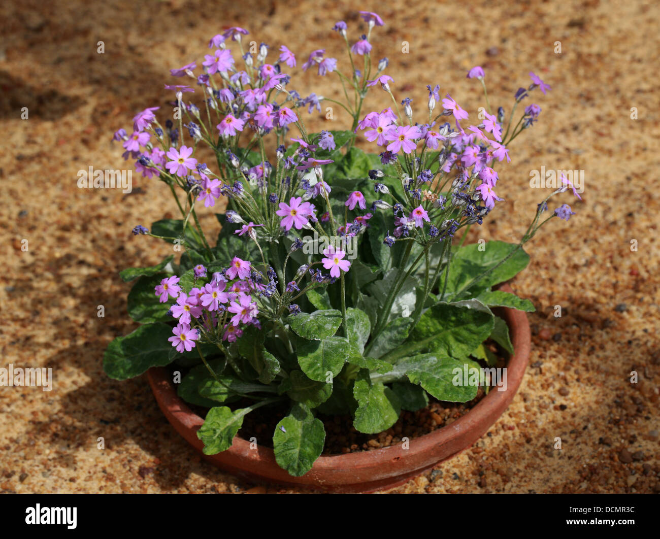 Birds eye hi-res stock photography and images - Alamy