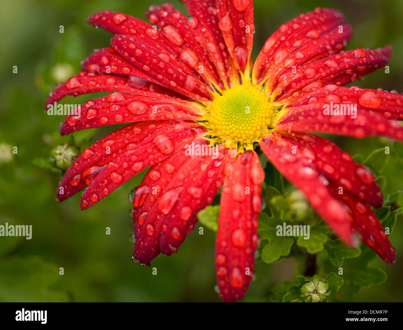 red flower chrysanthemum with rain drops Stock Photo - Alamy