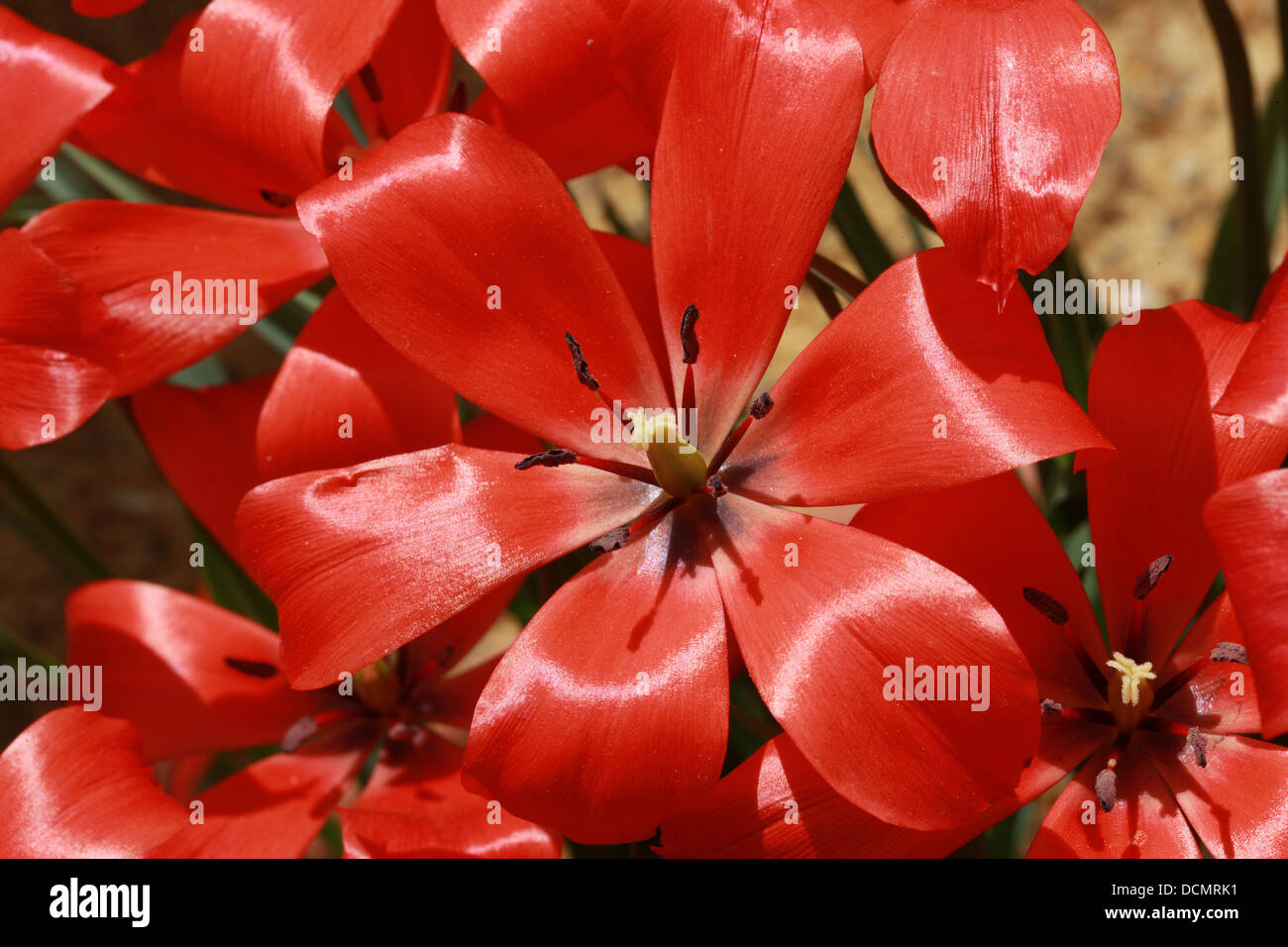 Middle east plants hi-res stock photography and images - Alamy